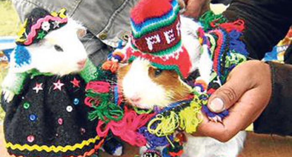 Cuyes disfrazados para festival en Huaripampa | PERU | CORREO