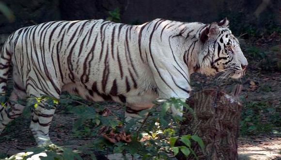 EE.UU: Tigre que se escapó del zoo durante inundación mata a un hombre ...
