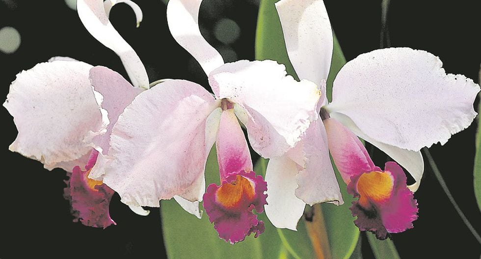 Perú: Orquídeas: florecen en Perú para adornar el mundo | NOTICIAS ...
