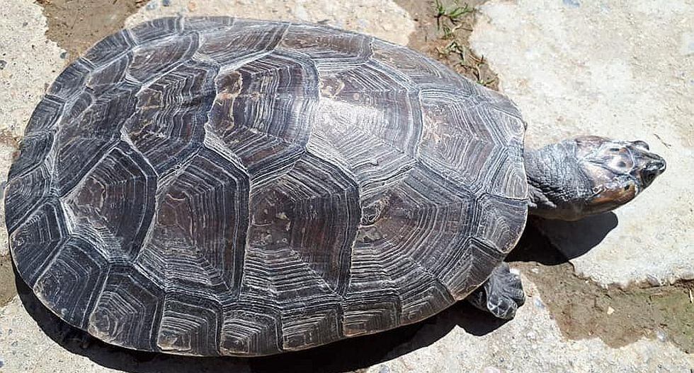 Huancavelica: Recuperan "charapa" abandonada en una caja de cartón ...