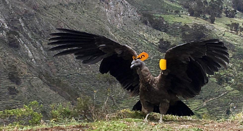 Liberan en la sierra de Lima al cóndor recuperado de cazadores ...