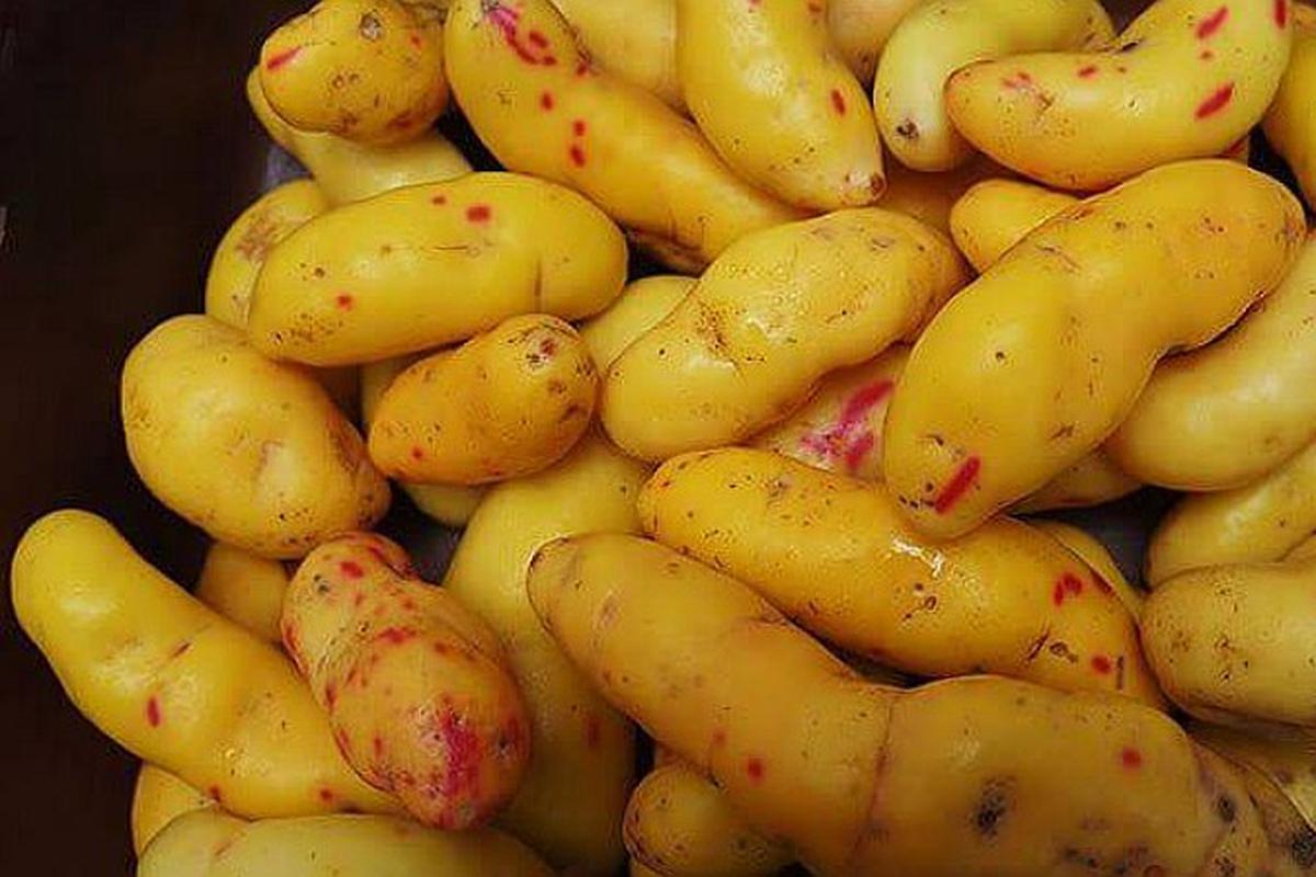 Olluco (Ruba, Melloco) Propiedades, Beneficios, Origen,, 53% OFF