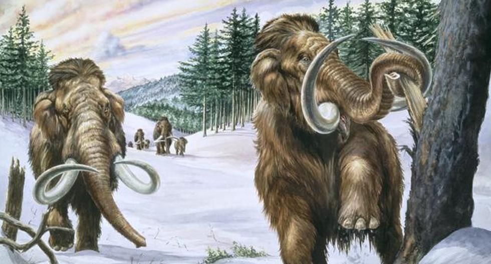 Los mamuts se extinguieron por problemas metabólicos, según científicos ...