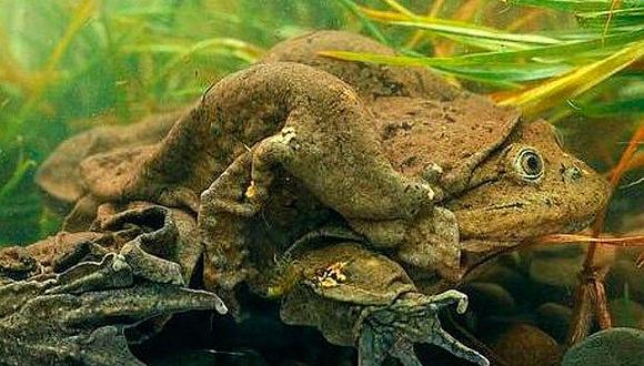 Minagri aseguró que consumir extracto de rana no beneficia a la salud ...