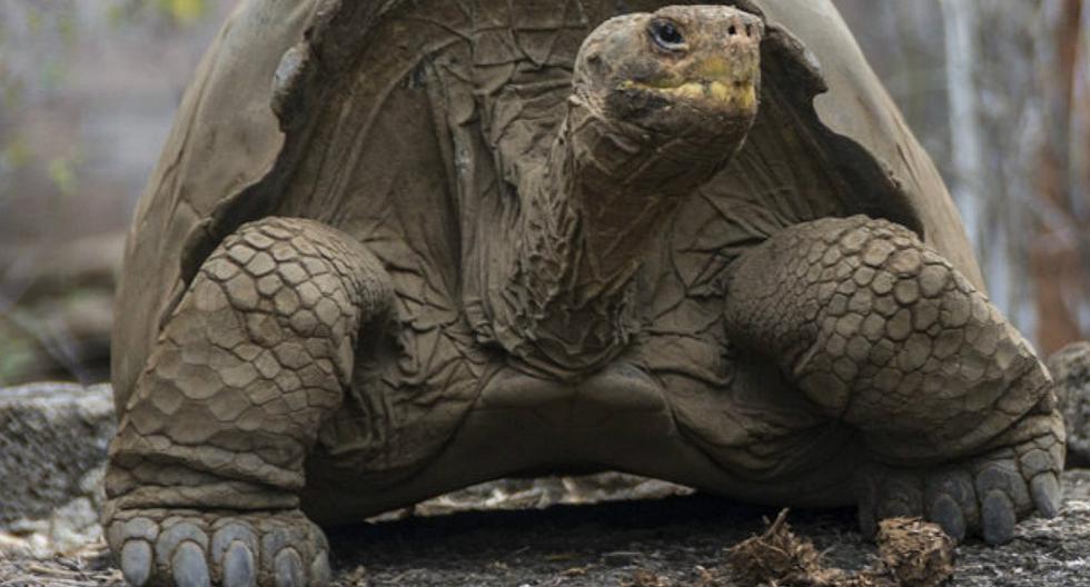 Hallan especie de tortuga considerada extinta hace 150 años (FOTOS ...