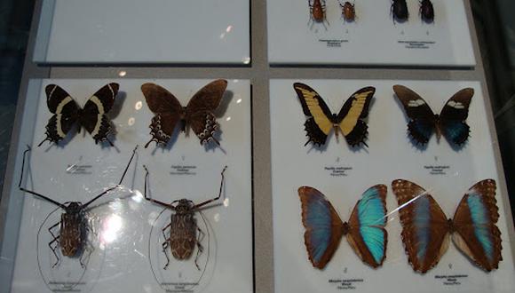 Crean primer Insectario Municipal del Perú en Miraflores | PERU | CORREO