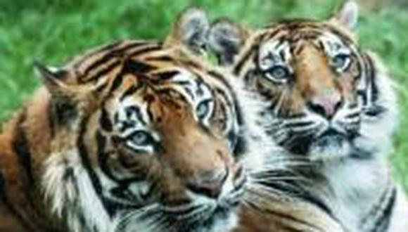 EEUU: Decomisan dos tigres y un leopardo a actor que representó a ...