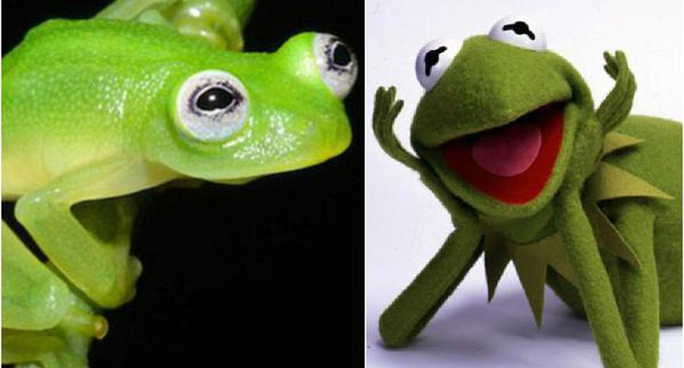 Hallan una especie de rana parecida a la rana René | MUNDO | CORREO