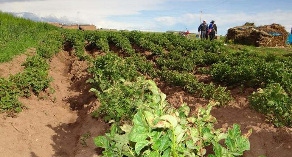 Puno Indemnizan A Agricultores Que Perdieron Sus Cultivos Peru Correo