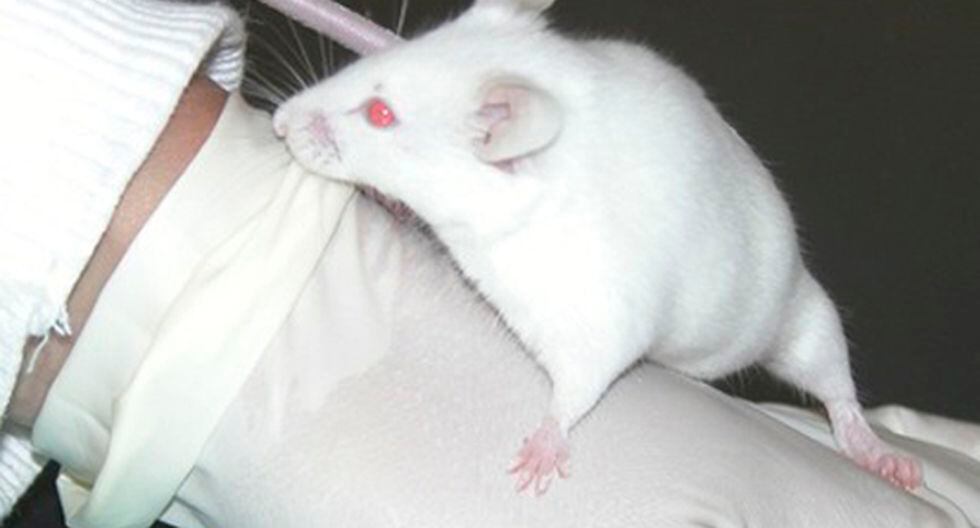 Ratones hembras mutilan genitales de los machos por mutación genética ...