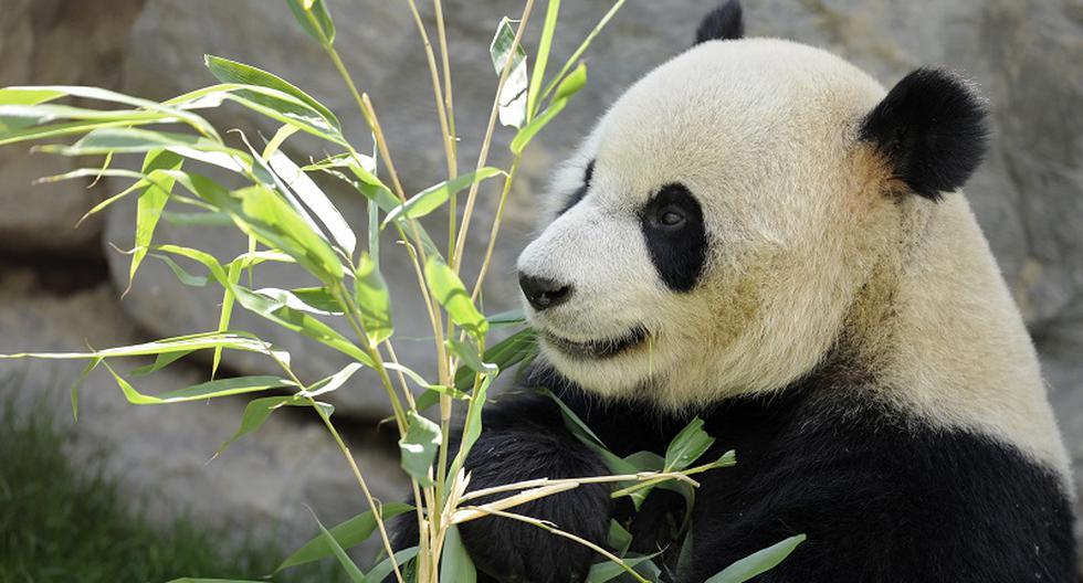 Epidemia de moquillo entre los osos pandas preocupa a las autoridades ...