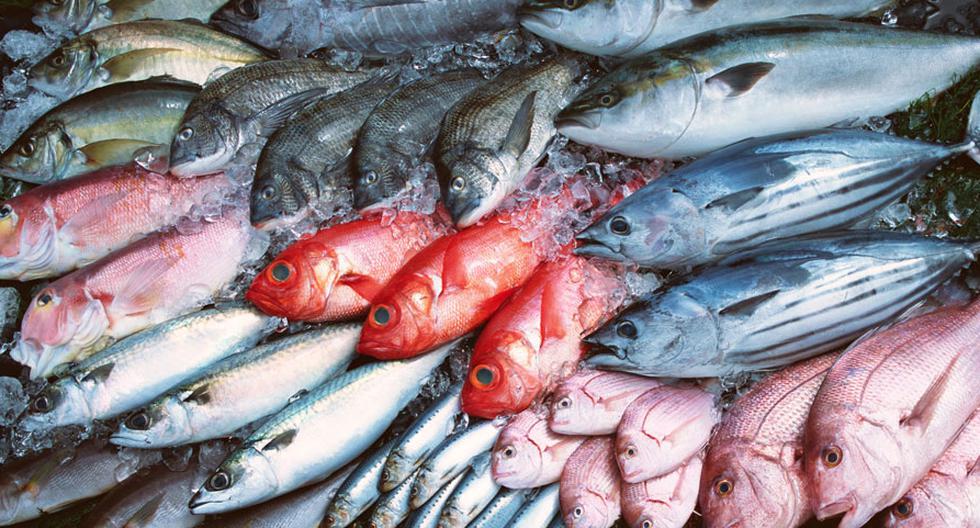 Conchas de abanico, pez volador y tollo aumentarán en mar peruano por ...