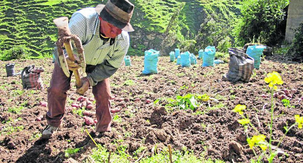 Proyecto Mi Chacra Emprendedora beneficiará a agricultores | PERU | CORREO