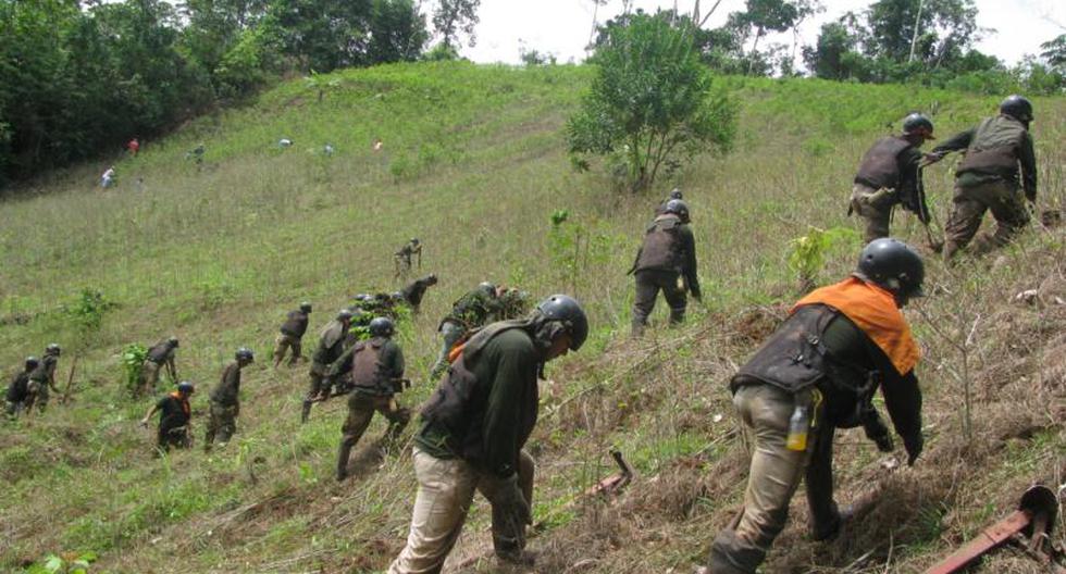 Corah erradicó más de 14 mil hectáreas de cocales ilegales | PERU | CORREO
