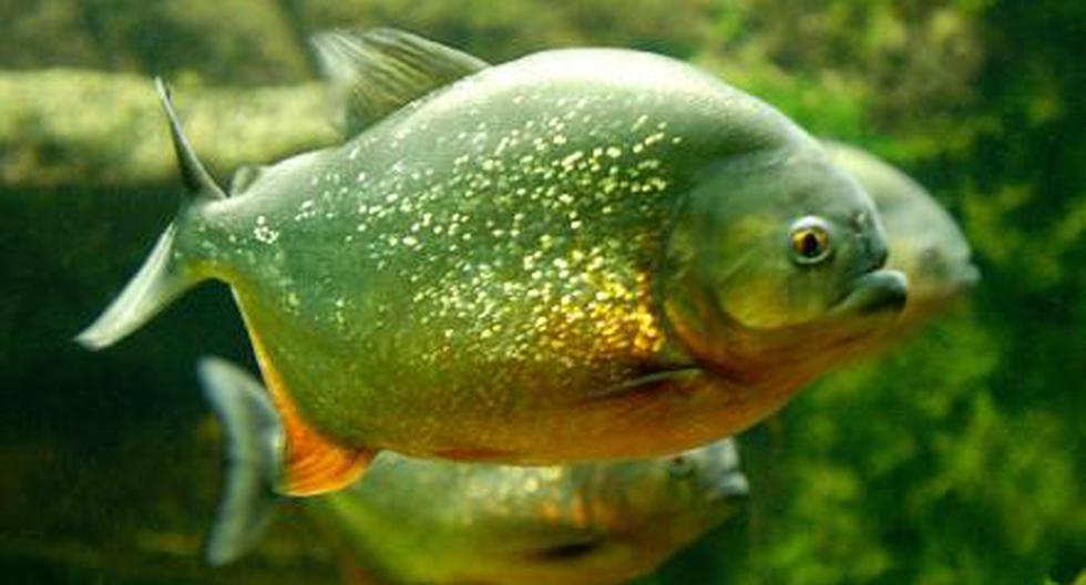 Bañistas son atacados por pirañas en playa de Brasil | MUNDO | CORREO