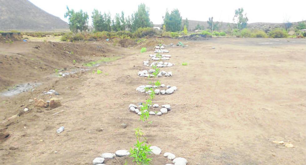 Arequipa: Pocsi comenzó plan de arborización del distrito con primeros ...