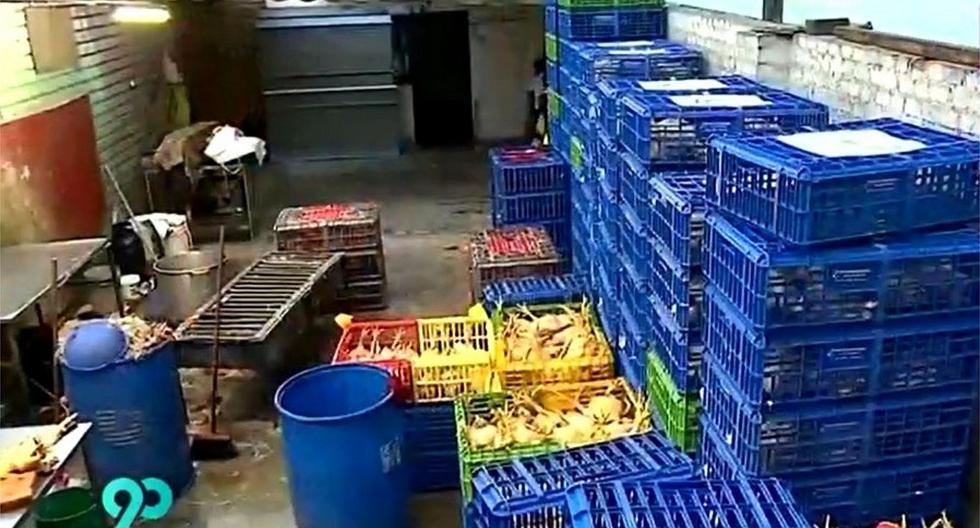 San Martín de Porres: inflaban y pintaban pollos antes de venderlos en ...