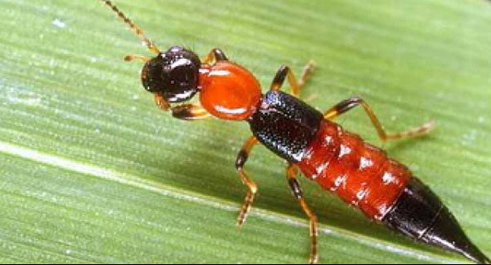 Piura: Recomiendan tener cuidado con el insecto conocido como “latigazo ...