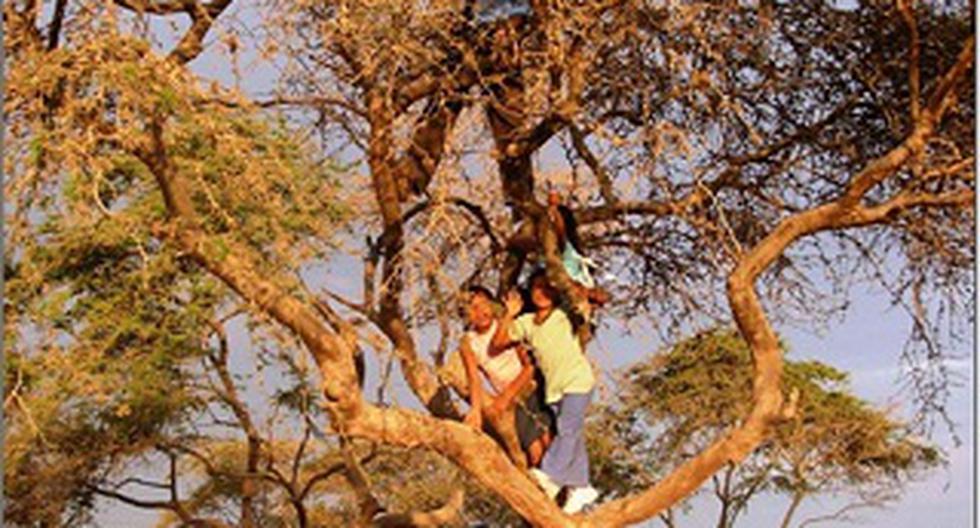 Pisco: Realizarán I Festival del Huarango | PERU | CORREO