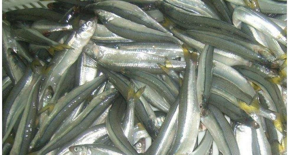 Ponen en veda al pejerrey por sesenta días | PERU | CORREO