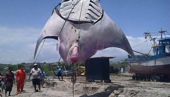 Esto es lo que le pasó a la mantarraya gigante de Tumbes | EDICION | CORREO