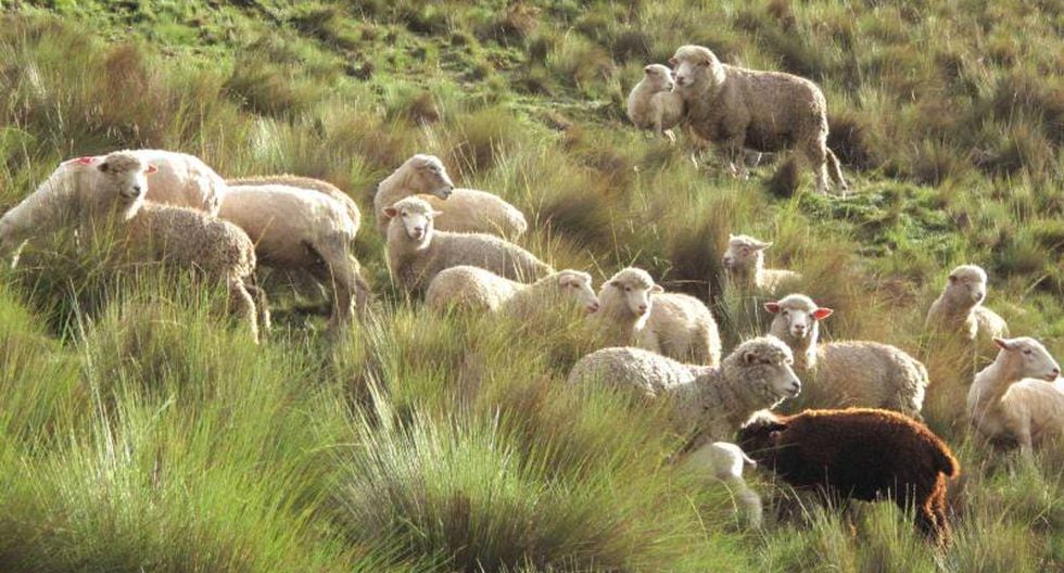 En Junín crece producción de leche de ovinos Perú | Correo