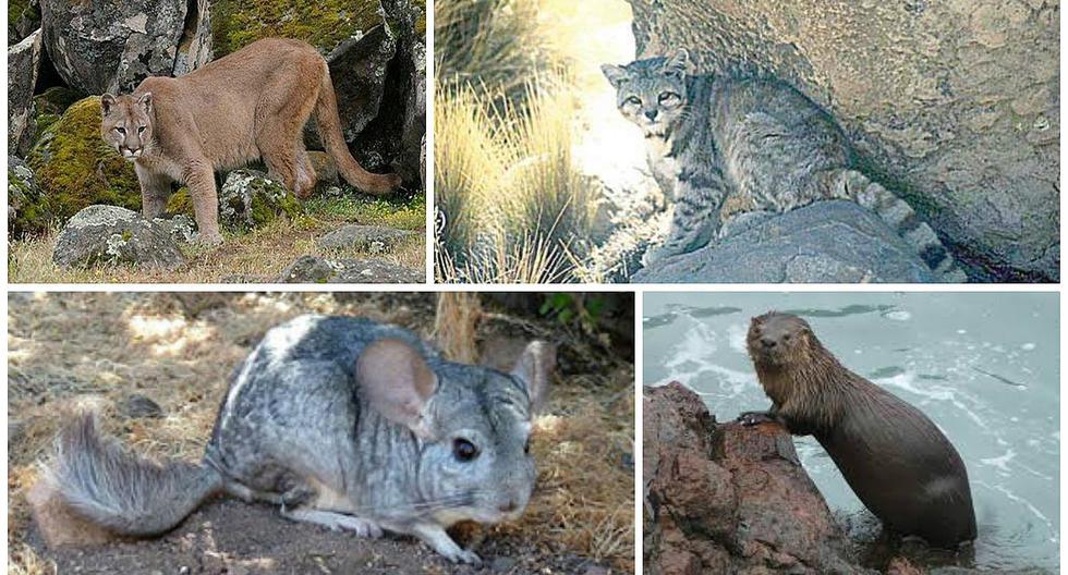 Siete animales silvestre a punto de desaparecer en la región Tacna ...