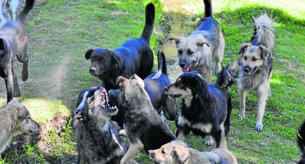 Nuevo caso de rabia canina | EDICION | CORREO