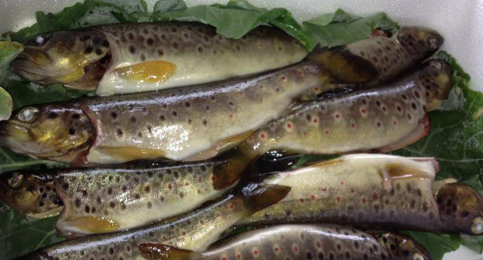 Se logra el ingreso de trucha peruana a Brasil | ECONOMIA | CORREO