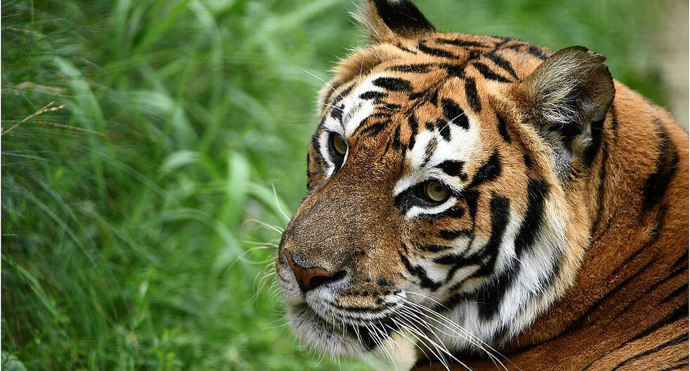 Tigre ataca a su cuidador y le arranca los brazos (VIDEO) Mundo | Correo