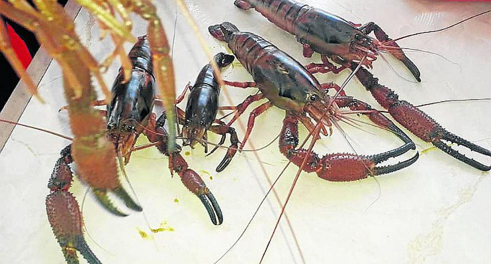 Pescadores realizan campaña para salvar al camarón de río | EDICION ...
