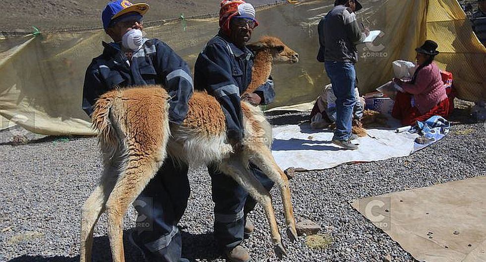 Chaku, una ceremonia ancestral que perdura en Arequipa (FOTOS y VIDEO ...