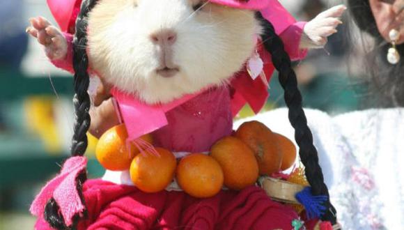 Concurso de modas tendrá al cuy como protagonista | PERU | CORREO