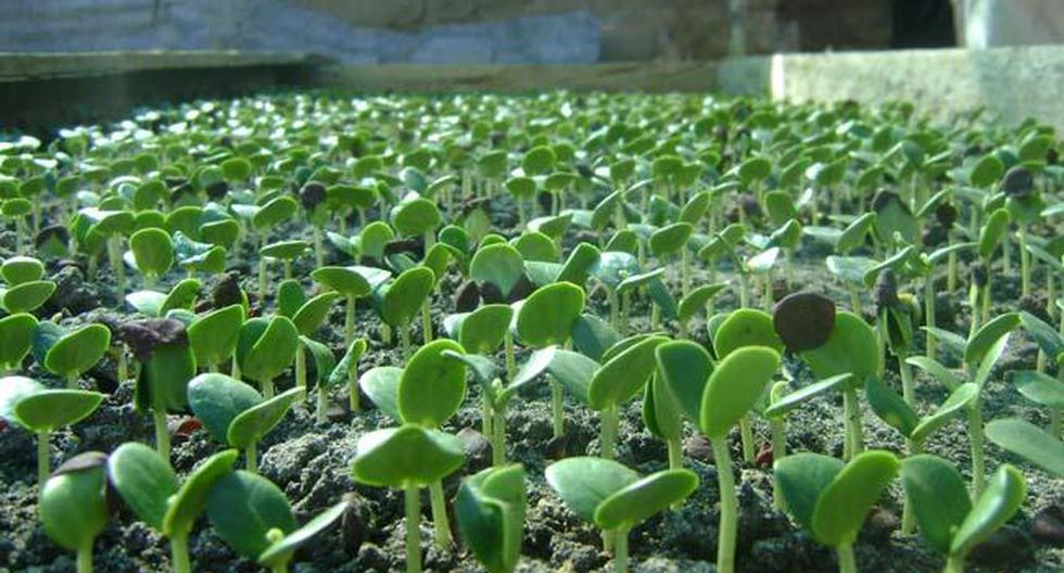 Producción | PERU | CORREO