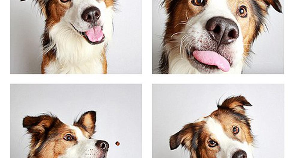 Hacen posar a perros como modelos para que los adopten | MISCELANEA ...