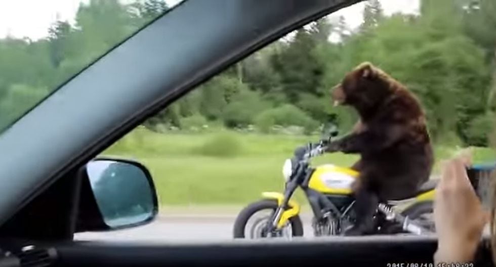 YouTube: Oso manejando moto causa furor en la red Tendencia | Correo