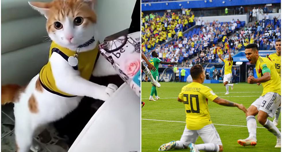 Gato canta 'Goooool' de Colombia y conquista las redes sociales (VIDEO ...