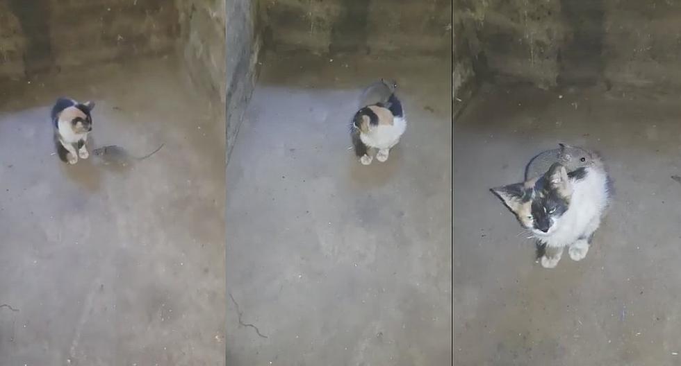 Este gato se niega a cazar a un ratón y lo protege de los humanos ...