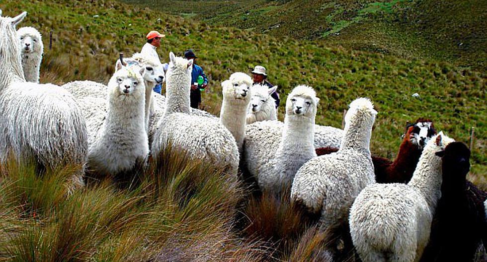 Puno como Capital Mundial de la Alpaca | EDICION | CORREO
