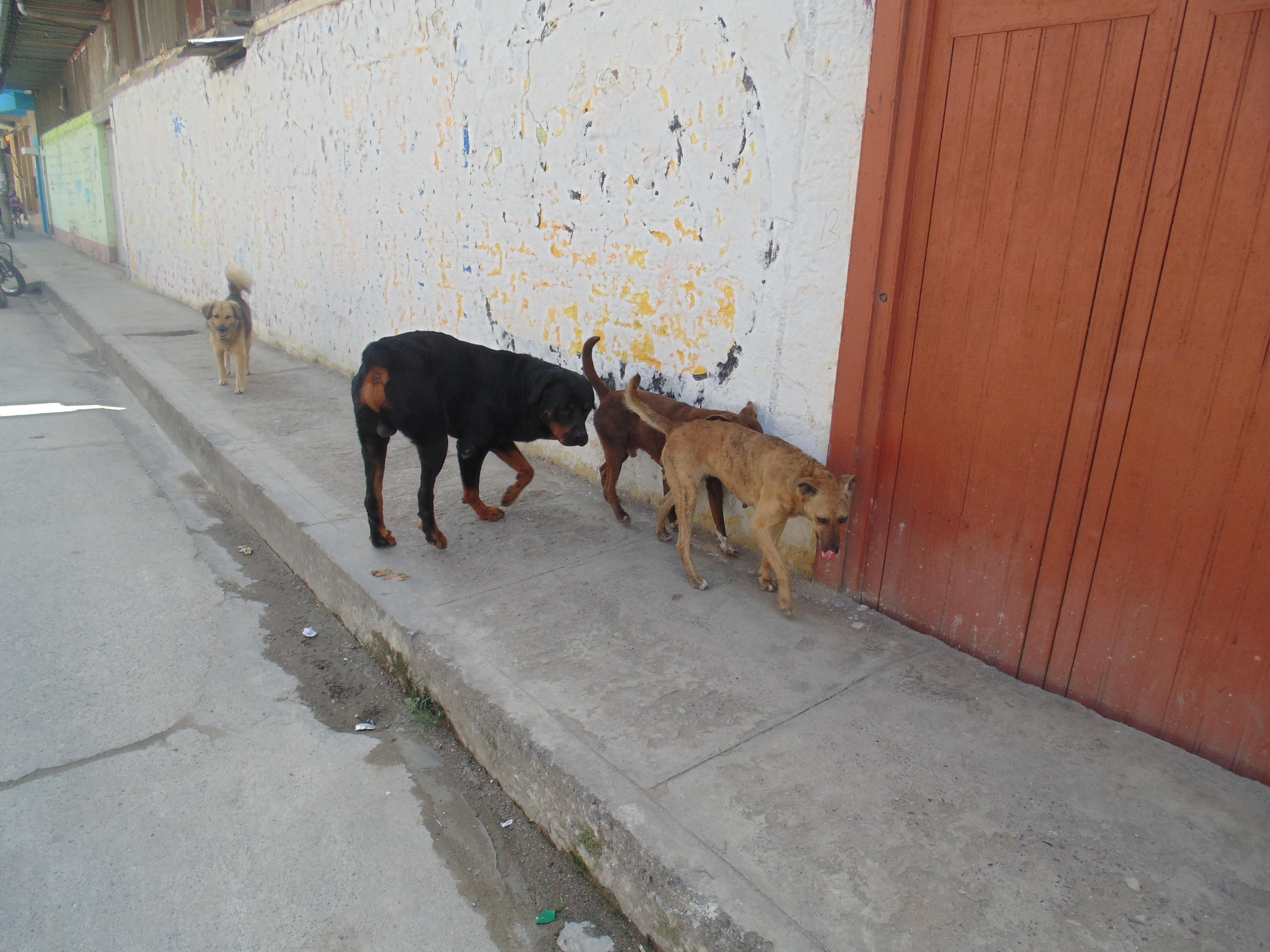 Perros callejeros invaden calles de La Merced | PERU | CORREO