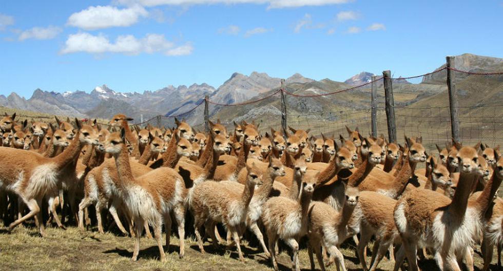 Se realizó festival del chaco y de danzas en Putina | PERU | CORREO