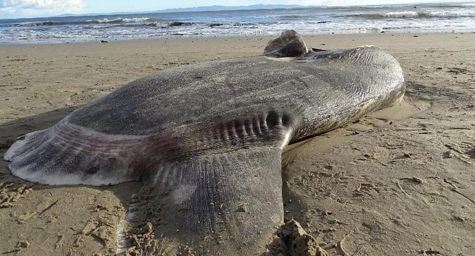 Descubren enorme y extraño pez de aguas templadas en bahía de ...