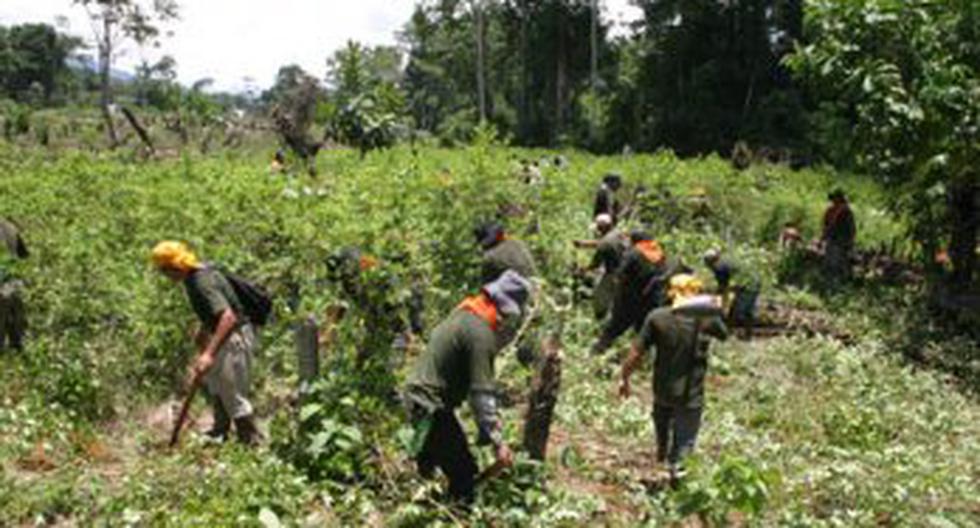 Corah erradicó 27 mil Has. de coca | PERU | CORREO