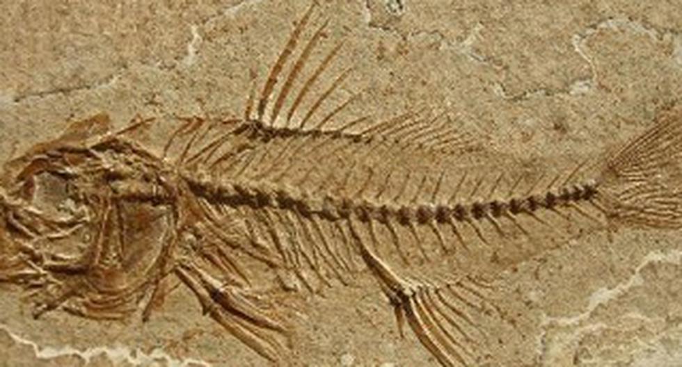 México: Hallan fósiles de peces de 110 millones de años de antigüedad ...