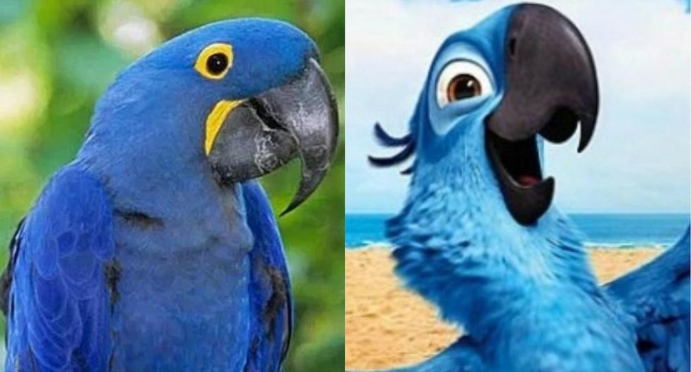 Ave que inspiró la película animada 'Rio' se encuentra extinto | MUNDO ...