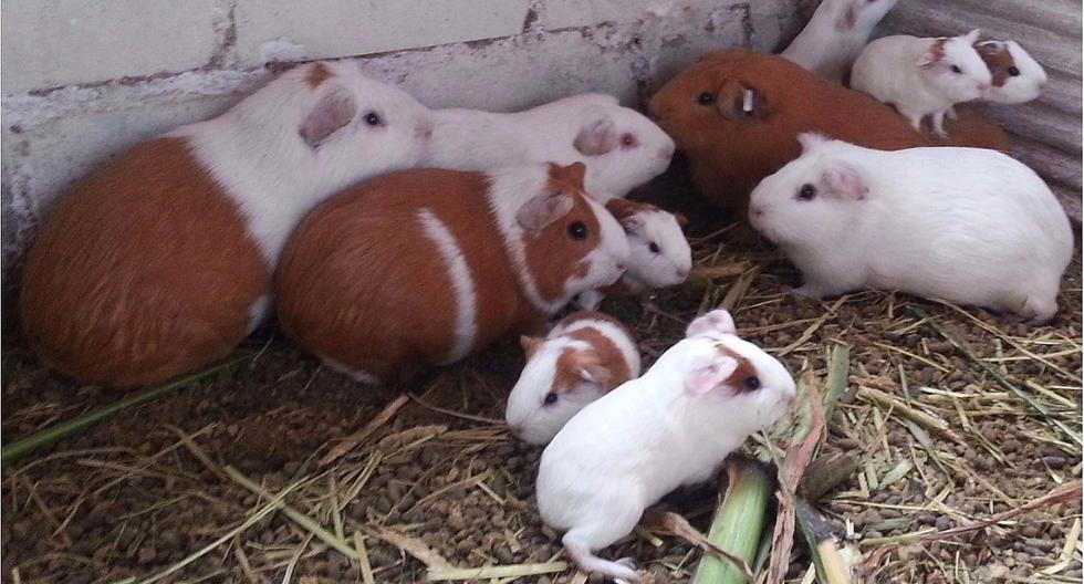 Día Nacional del Cuy: Promueven su producción y consumo (FOTOS) | PERU ...