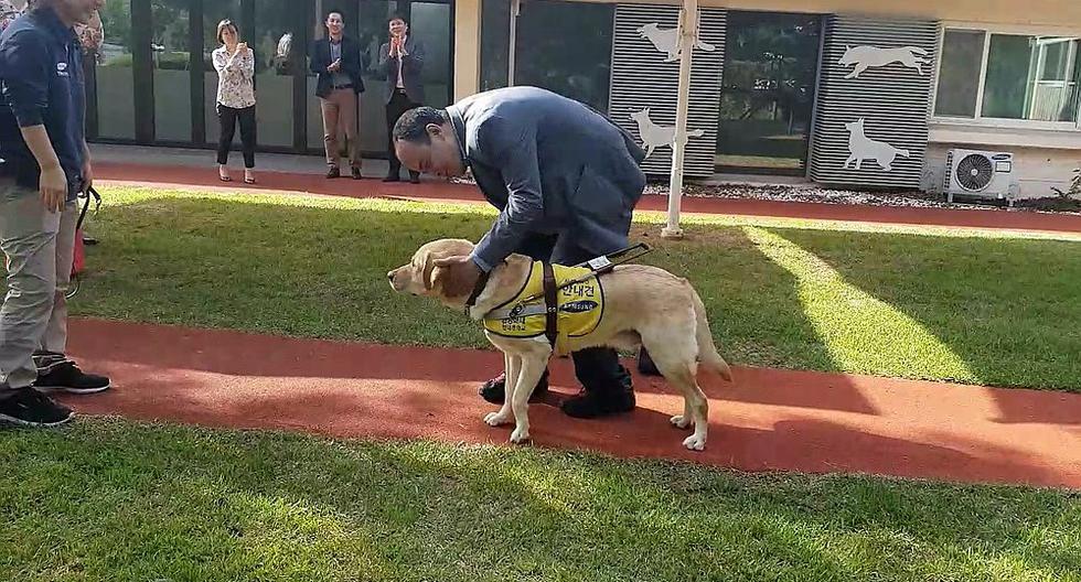 Conoce la escuela de perros guía para invidentes en Corea del Sur ...