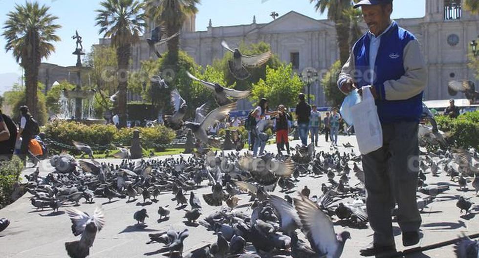 Decenas de palomas muertas aparecieron en la Plaza de Armas de Arequipa ...