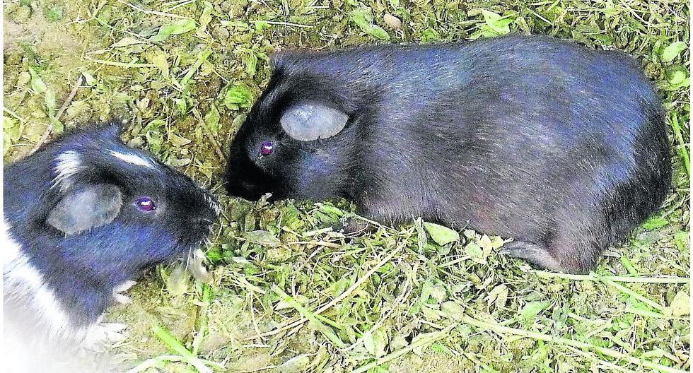 Mujer embarazada fallece luego de que familiares intentaron curarla con ...