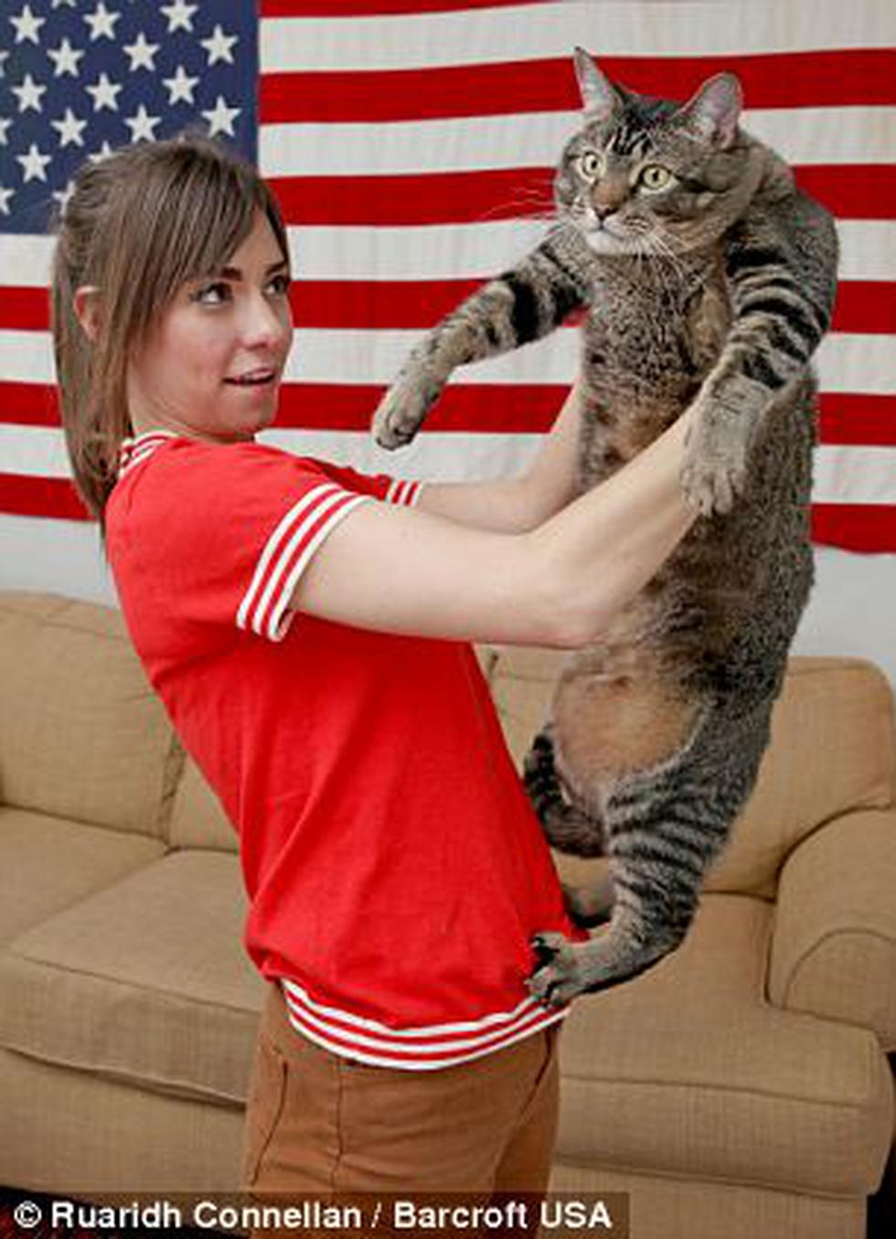 Catasaurus Rex: conoce al gato de 10 kilos que quiere ser adoptado por ...